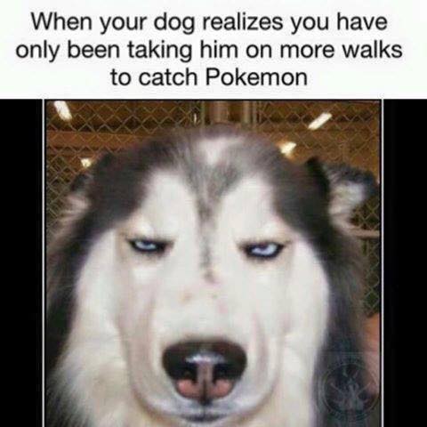 Another 18 Hilarious 'Pokémon GO' Memes